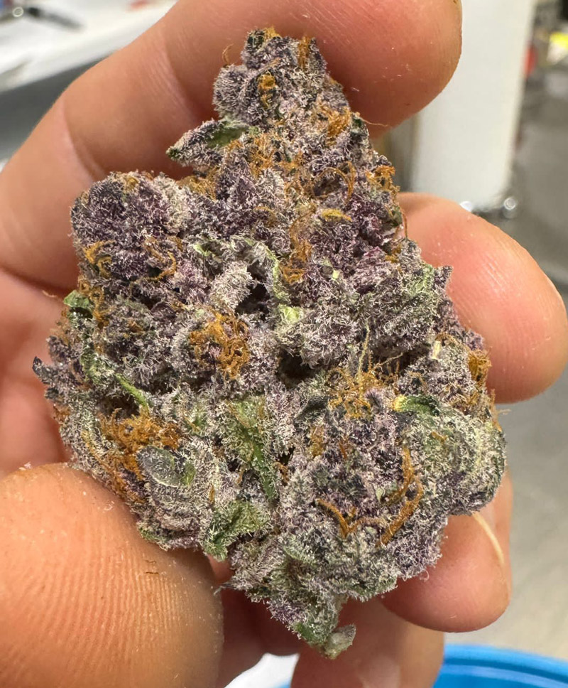 Buy THCA Flower in Bulk | Wholesale THCA Hemp Flower Online